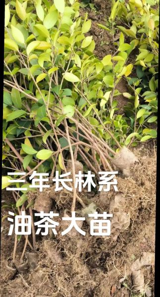 长林油茶苗价格_长林油茶苗怎么种植-第1张图片-山城妙识