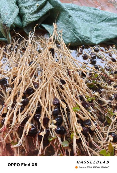 长林油茶苗价格_长林油茶苗怎么种植-第2张图片-山城妙识