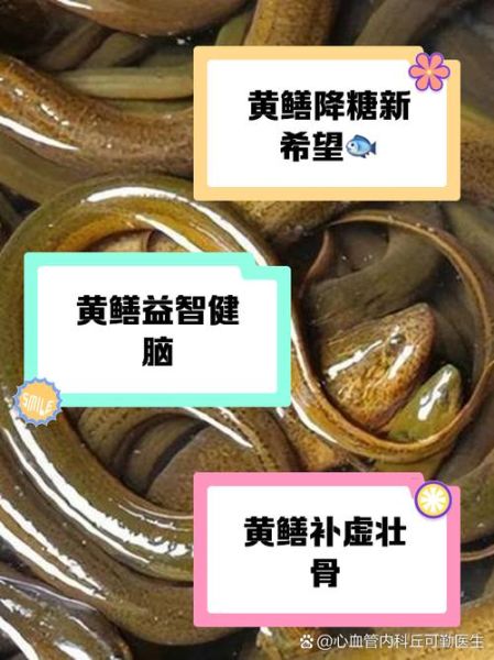 黄鳝鱼的功效与作用_黄鳝鱼怎么吃最补-第3张图片-山城妙识