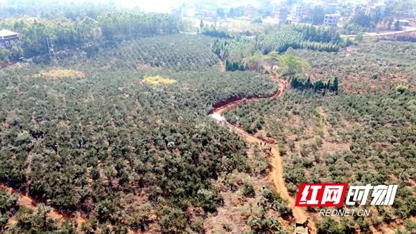 油茶树征收补偿标准是多少_如何计算补偿金额-第3张图片-山城妙识 油茶树征收补偿标准是多少_如何计算补偿金额-第3张图片-山城妙识