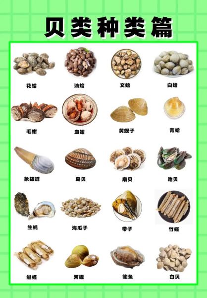 海鲜贝壳类有哪些_怎么挑选最新鲜-第2张图片-山城妙识 海鲜贝壳类有哪些_怎么挑选最新鲜-第2张图片-山城妙识