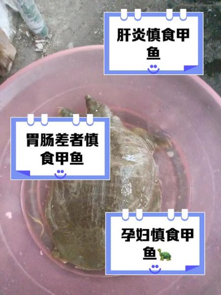 什么人不能吃甲鱼_甲鱼禁忌人群-第1张图片-山城妙识 什么人不能吃甲鱼_甲鱼禁忌人群-第1张图片-山城妙识