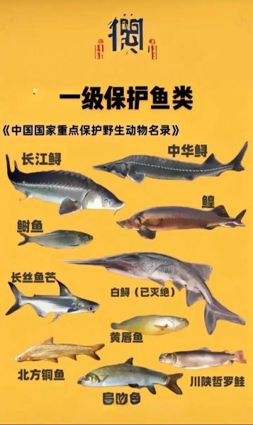 回鱼长什么样子_回鱼和鲶鱼区别-第3张图片-山城妙识