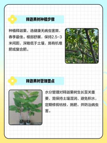 释迦果树怎么种_释迦果树几年结果-第2张图片-山城妙识 释迦果树怎么种_释迦果树几年结果-第2张图片-山城妙识