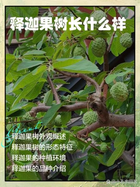 释迦果树怎么种_释迦果树几年结果-第3张图片-山城妙识 释迦果树怎么种_释迦果树几年结果-第3张图片-山城妙识