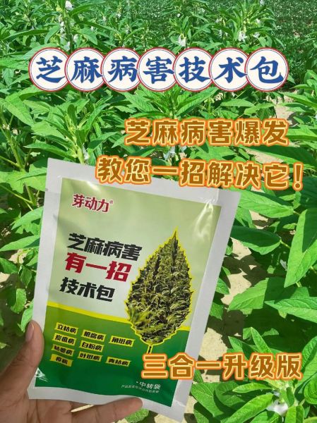 黑芝麻能治什么病_真实案例-第1张图片-山城妙识 黑芝麻能治什么病_真实案例-第1张图片-山城妙识