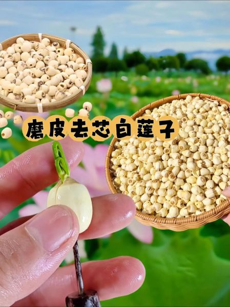 莲子怎么煮_莲子去芯技巧-第1张图片-山城妙识