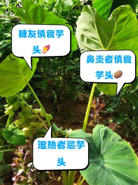 芋头致癌是真的吗_芋头含草酸会致癌吗-第3张图片-山城妙识 芋头致癌是真的吗_芋头含草酸会致癌吗-第3张图片-山城妙识