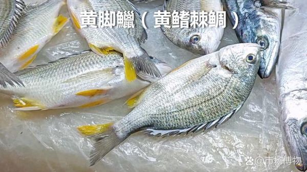鲷鱼是什么鱼_鲷鱼种类有哪些-第3张图片-山城妙识 鲷鱼是什么鱼_鲷鱼种类有哪些-第3张图片-山城妙识