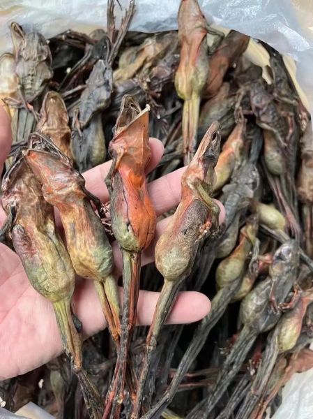 雪蛤多少钱1克_雪蛤价格影响因素-第3张图片-山城妙识 雪蛤多少钱1克_雪蛤价格影响因素-第3张图片-山城妙识