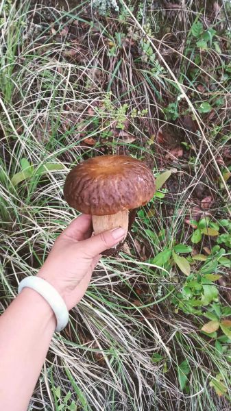 野生牛肝菌图片怎么识别_野生牛肝菌有毒吗-第2张图片-山城妙识