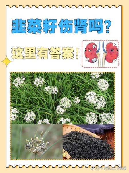 韭菜子怎么吃最壮阳_韭菜子壮阳的正确吃法-第2张图片-山城妙识 韭菜子怎么吃最壮阳_韭菜子壮阳的正确吃法-第2张图片-山城妙识