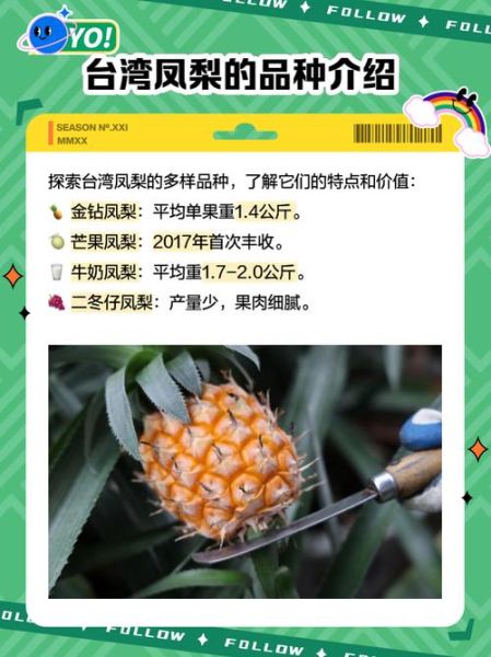 台湾凤梨事件怎么回事_大陆暂停进口原因-第2张图片-山城妙识 台湾凤梨事件怎么回事_大陆暂停进口原因-第2张图片-山城妙识