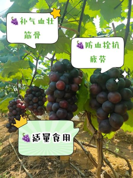 葡萄的功效与作用有哪些_吃葡萄会上火吗-第3张图片-山城妙识 葡萄的功效与作用有哪些_吃葡萄会上火吗-第3张图片-山城妙识