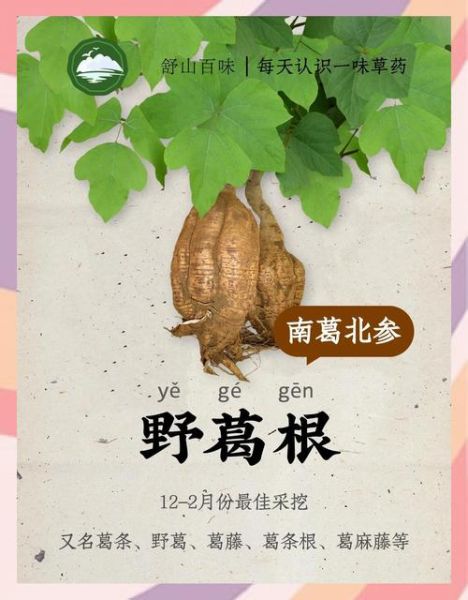 野葛根的作用与功效禁忌_野葛根怎么吃效果最好-第1张图片-山城妙识