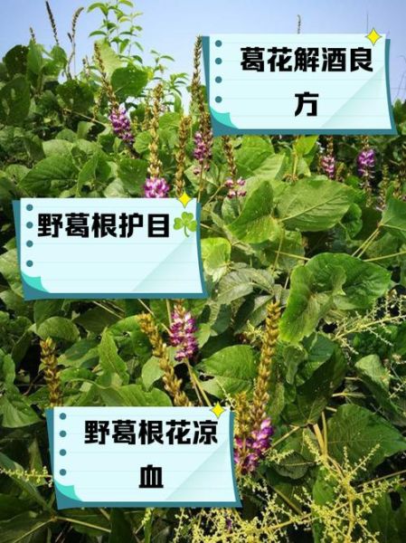野葛根的作用与功效禁忌_野葛根怎么吃效果最好-第2张图片-山城妙识