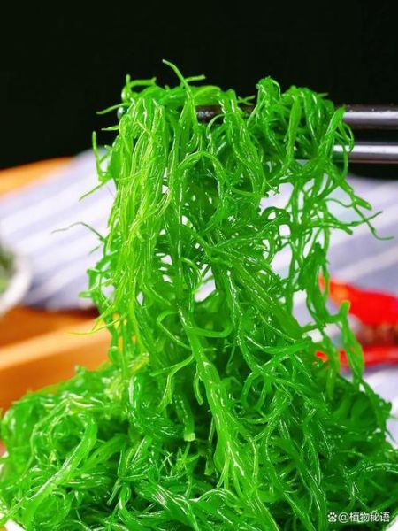 龙须菜绿色和白色哪个好_龙须菜绿色和白色区别-第2张图片-山城妙识