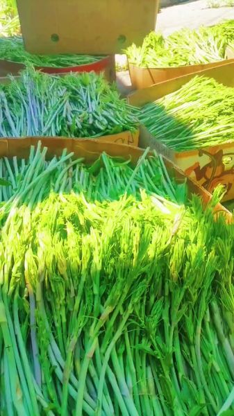 龙须菜绿色和白色哪个好_龙须菜绿色和白色区别-第3张图片-山城妙识