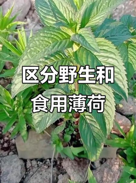 野薄荷长什么样_野薄荷和薄荷区别-第1张图片-山城妙识 野薄荷长什么样_野薄荷和薄荷区别-第1张图片-山城妙识
