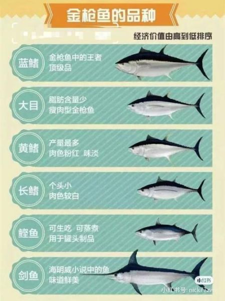 金枪鱼价格2021多少钱一斤_金枪鱼价格2021年走势-第2张图片-山城妙识 金枪鱼价格2021多少钱一斤_金枪鱼价格2021年走势-第2张图片-山城妙识