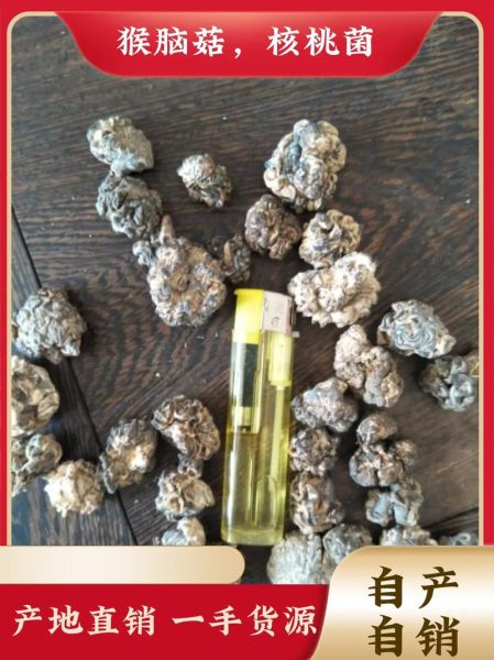 猴脑菌是什么_猴脑菌的功效与作用-第1张图片-山城妙识 猴脑菌是什么_猴脑菌的功效与作用-第1张图片-山城妙识
