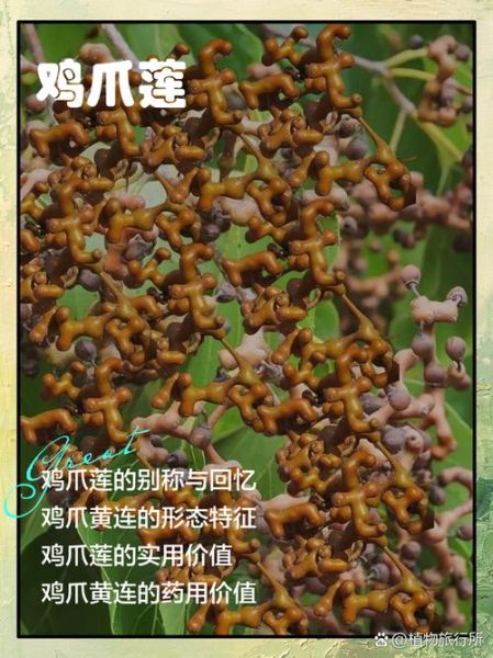 鸡爪莲图片_鸡爪莲和凤爪莲区别-第2张图片-山城妙识 鸡爪莲图片_鸡爪莲和凤爪莲区别-第2张图片-山城妙识