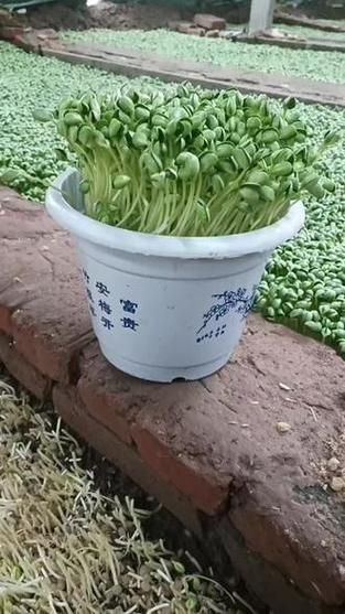 青豆苗的营养价值_青豆苗的功效与作用-第1张图片-山城妙识 青豆苗的营养价值_青豆苗的功效与作用-第1张图片-山城妙识
