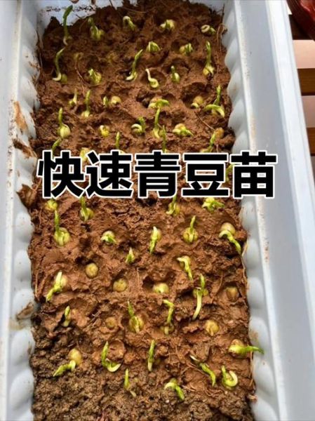 青豆苗的营养价值_青豆苗的功效与作用-第2张图片-山城妙识 青豆苗的营养价值_青豆苗的功效与作用-第2张图片-山城妙识