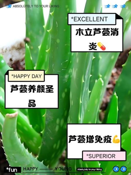 芦荟怎么吃减肥_芦荟减肥的正确吃法-第3张图片-山城妙识 芦荟怎么吃减肥_芦荟减肥的正确吃法-第3张图片-山城妙识