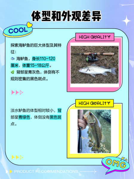 海鲈鱼和淡水鱼区别_如何挑选最新鲜的海鲈鱼-第1张图片-山城妙识 海鲈鱼和淡水鱼区别_如何挑选最新鲜的海鲈鱼-第1张图片-山城妙识