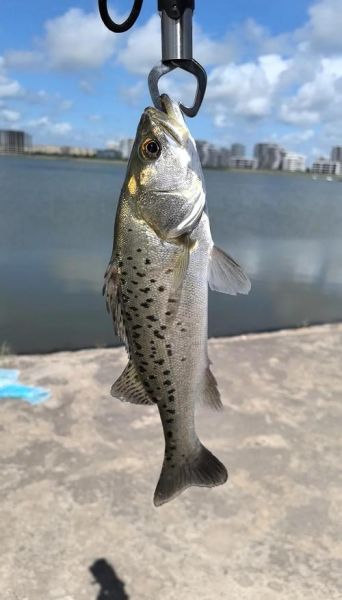 海鲈鱼和淡水鱼区别_如何挑选最新鲜的海鲈鱼-第3张图片-山城妙识 海鲈鱼和淡水鱼区别_如何挑选最新鲜的海鲈鱼-第3张图片-山城妙识