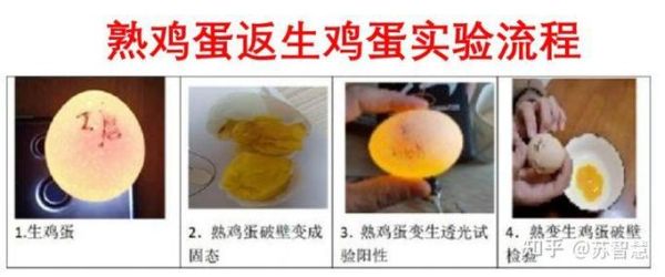 鸡蛋返生论文是真的吗_鸡蛋返生实验原理-第2张图片-山城妙识 鸡蛋返生论文是真的吗_鸡蛋返生实验原理-第2张图片-山城妙识