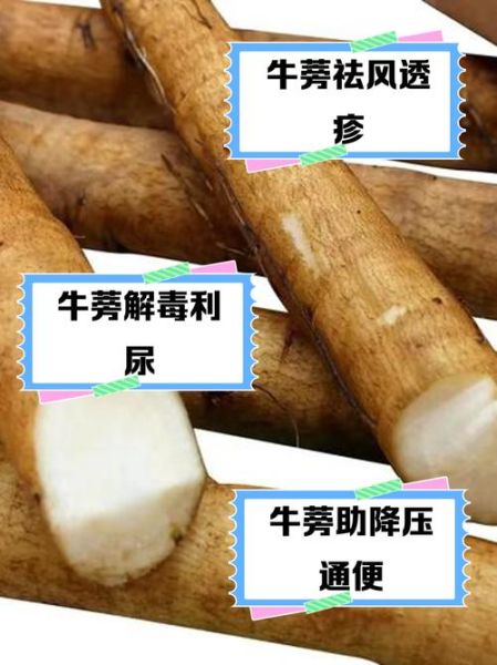 牛蒡的功效与作用_牛蒡的禁忌症有哪些-第3张图片-山城妙识 牛蒡的功效与作用_牛蒡的禁忌症有哪些-第3张图片-山城妙识