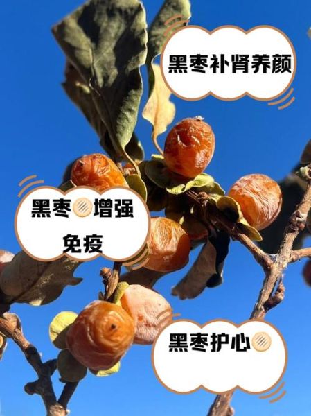 黑枣的功效与作用及禁忌_黑枣吃多了会上火吗-第1张图片-山城妙识