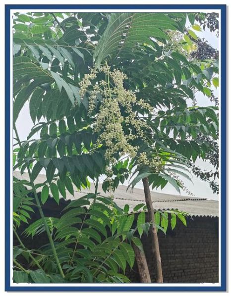 香椿树风水禁忌_香椿树种哪里最旺宅-第1张图片-山城妙识