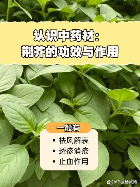 荆芥是什么_荆芥的功效与作用-第1张图片-山城妙识 荆芥是什么_荆芥的功效与作用-第1张图片-山城妙识