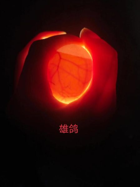 假鸽子蛋煮熟后怎么辨别_假鸽子蛋煮熟后图片特征-第2张图片-山城妙识 假鸽子蛋煮熟后怎么辨别_假鸽子蛋煮熟后图片特征-第2张图片-山城妙识