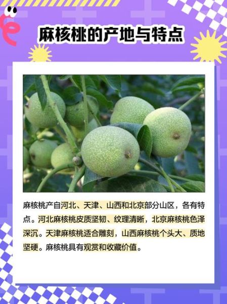 麻核桃品种有哪些_如何挑选麻核桃-第1张图片-山城妙识 麻核桃品种有哪些_如何挑选麻核桃-第1张图片-山城妙识