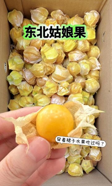 东北姑娘果怎么吃_东北姑娘果可以生吃吗-第3张图片-山城妙识 东北姑娘果怎么吃_东北姑娘果可以生吃吗-第3张图片-山城妙识