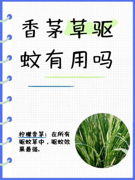 香茅草能驱蚊吗_香茅草驱蚊效果好吗-第1张图片-山城妙识 香茅草能驱蚊吗_香茅草驱蚊效果好吗-第1张图片-山城妙识