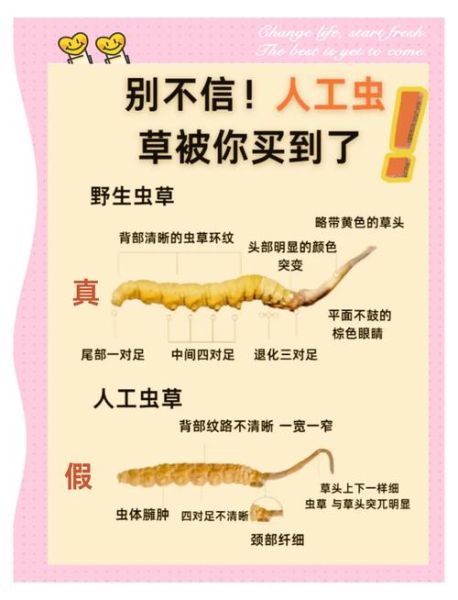 草药大全图片与作用_如何辨别真假草药-第2张图片-山城妙识 草药大全图片与作用_如何辨别真假草药-第2张图片-山城妙识