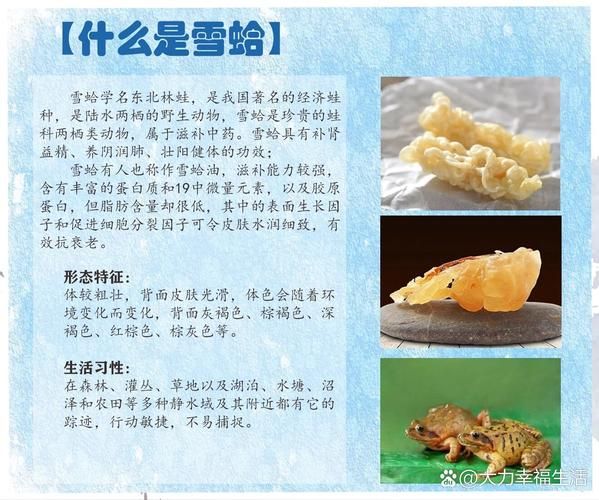 雪蛤是什么_雪蛤的功效与作用-第2张图片-山城妙识 雪蛤是什么_雪蛤的功效与作用-第2张图片-山城妙识