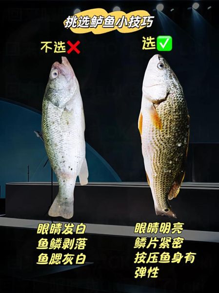 鲈鱼品种有哪些_鲈鱼怎么分辨-第3张图片-山城妙识 鲈鱼品种有哪些_鲈鱼怎么分辨-第3张图片-山城妙识