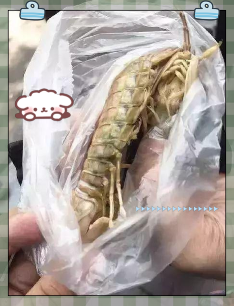 绿虾蛄图片_如何分辨真假-第1张图片-山城妙识 绿虾蛄图片_如何分辨真假-第1张图片-山城妙识