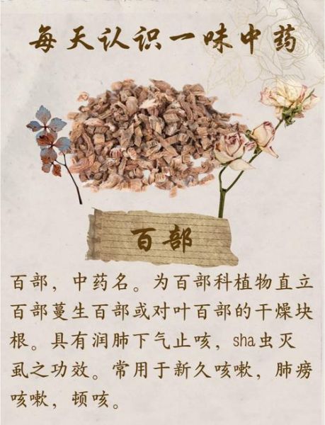 百部的功效与作用有哪些_百部图片长什么样-第1张图片-山城妙识 百部的功效与作用有哪些_百部图片长什么样-第1张图片-山城妙识