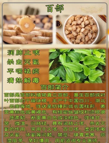 百部的功效与作用有哪些_百部图片长什么样-第3张图片-山城妙识 百部的功效与作用有哪些_百部图片长什么样-第3张图片-山城妙识
