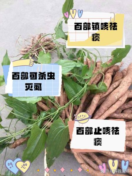 百部的功效与作用有哪些_百部图片长什么样-第2张图片-山城妙识 百部的功效与作用有哪些_百部图片长什么样-第2张图片-山城妙识