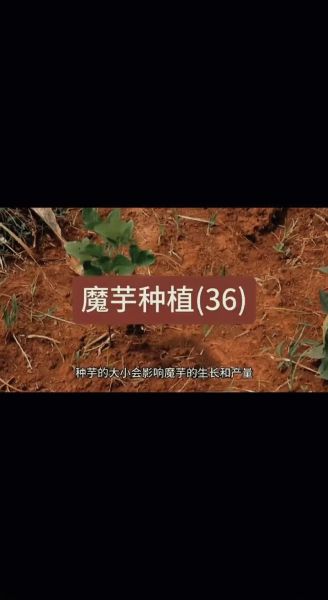 魔芋种植新技术_如何提高产量-第1张图片-山城妙识 魔芋种植新技术_如何提高产量-第1张图片-山城妙识