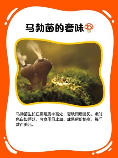 马勃菌的功效与作用_马勃菌怎么吃效果最好-第1张图片-山城妙识 马勃菌的功效与作用_马勃菌怎么吃效果最好-第1张图片-山城妙识