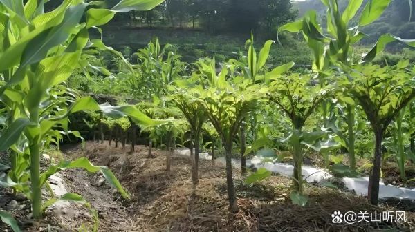 魔芋种植新技术_如何提高产量-第2张图片-山城妙识 魔芋种植新技术_如何提高产量-第2张图片-山城妙识